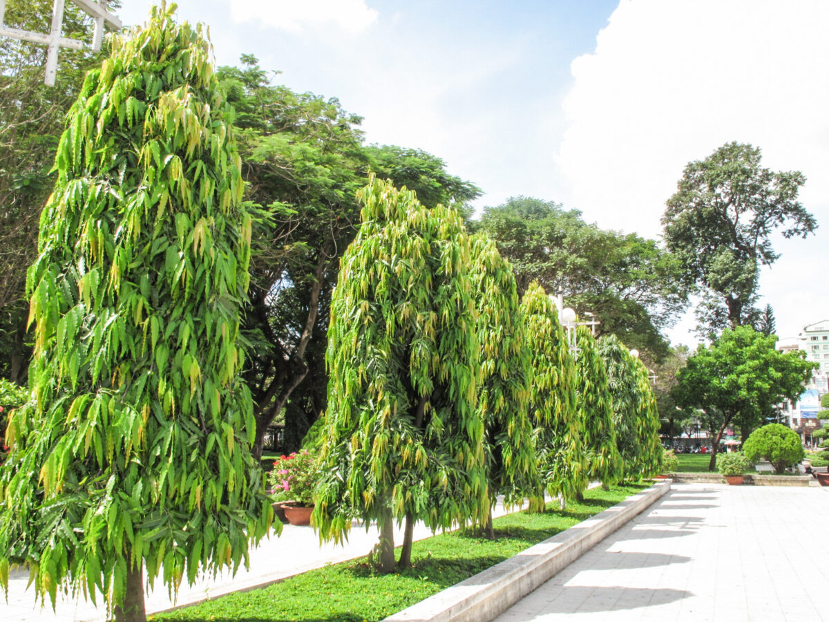 Divine Vastu Tips: Plants and Trees to Keep in Your House for Wealth ...